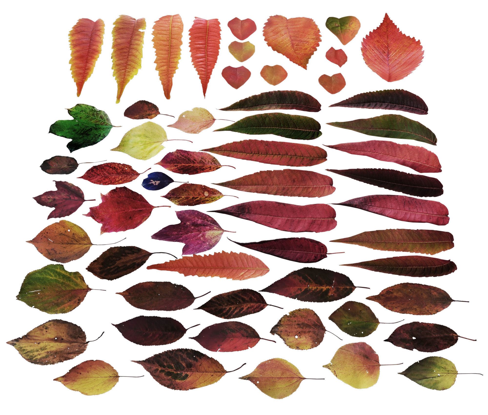 Autumn leaves 3D model | CGTrader