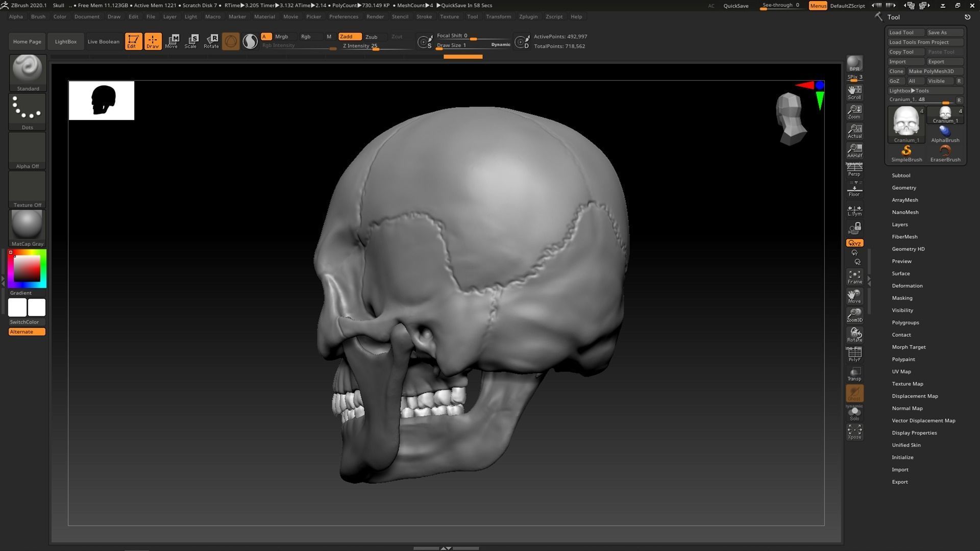 Human Skull free 3D model | CGTrader