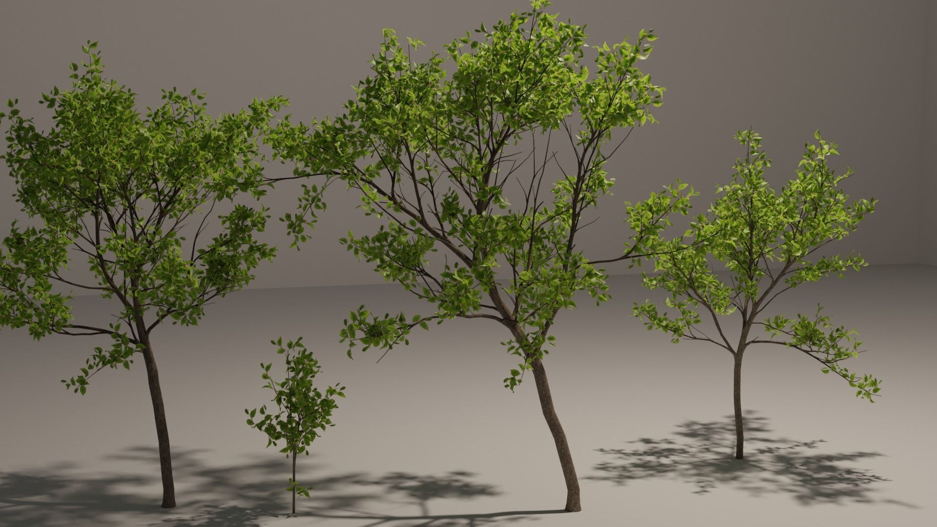 3D model Elm Tree VR / AR / low-poly | CGTrader