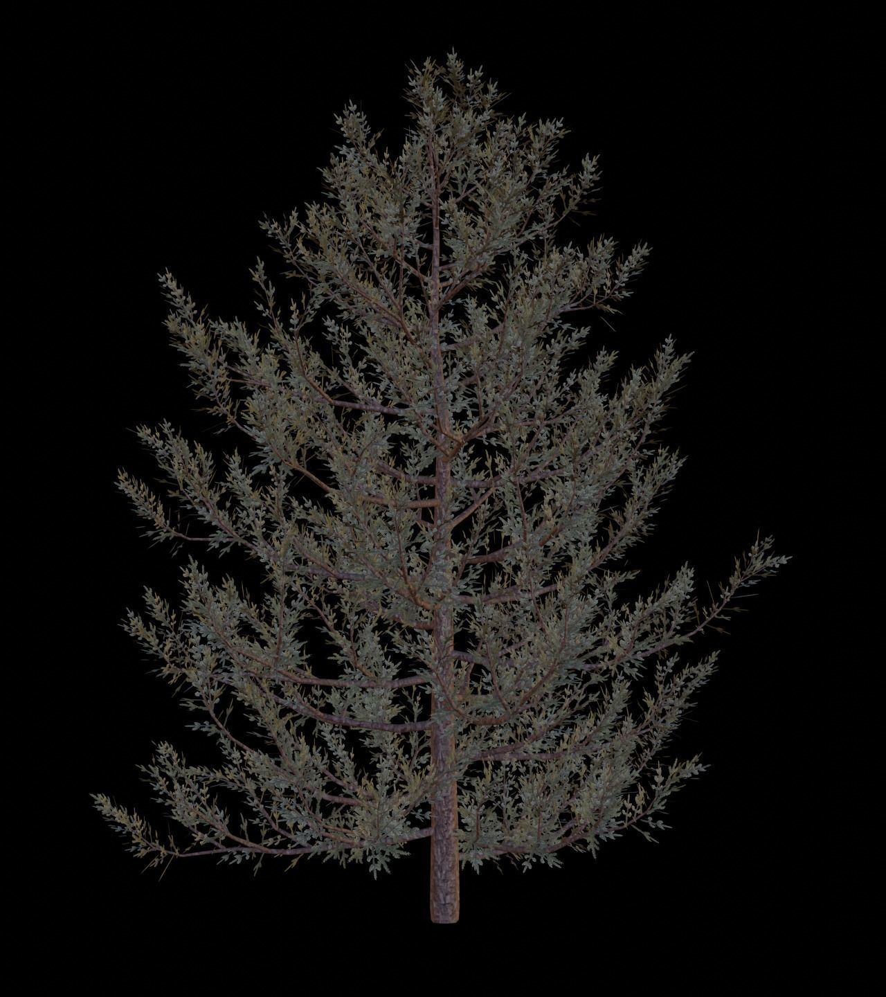 Spruce Tree Animated and Rigged 3D model animated rigged | CGTrader