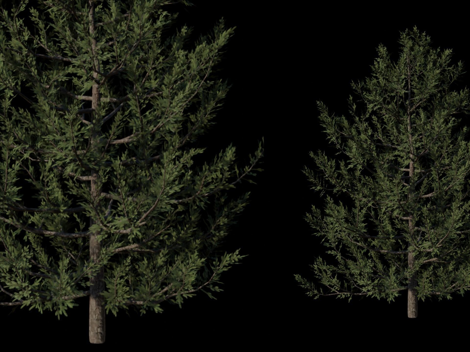 Spruce Tree Animated and Rigged 3D model animated rigged | CGTrader