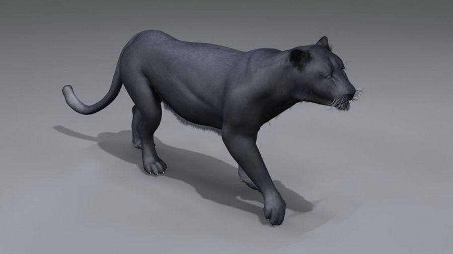 Panther 3D model | CGTrader