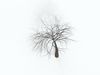 Tree 8 bare free 3D model | CGTrader