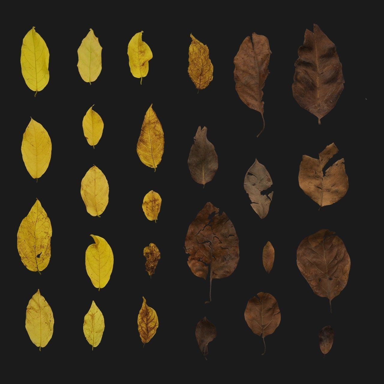 Realistic Autumn Leaves 3D model | CGTrader