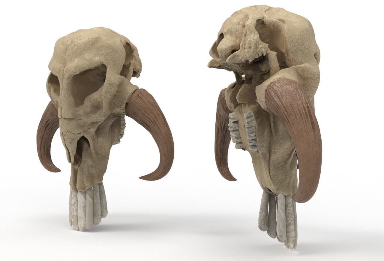 Mandalorian scull Mythosaur Skull low poly and hi poly model 3D model ...