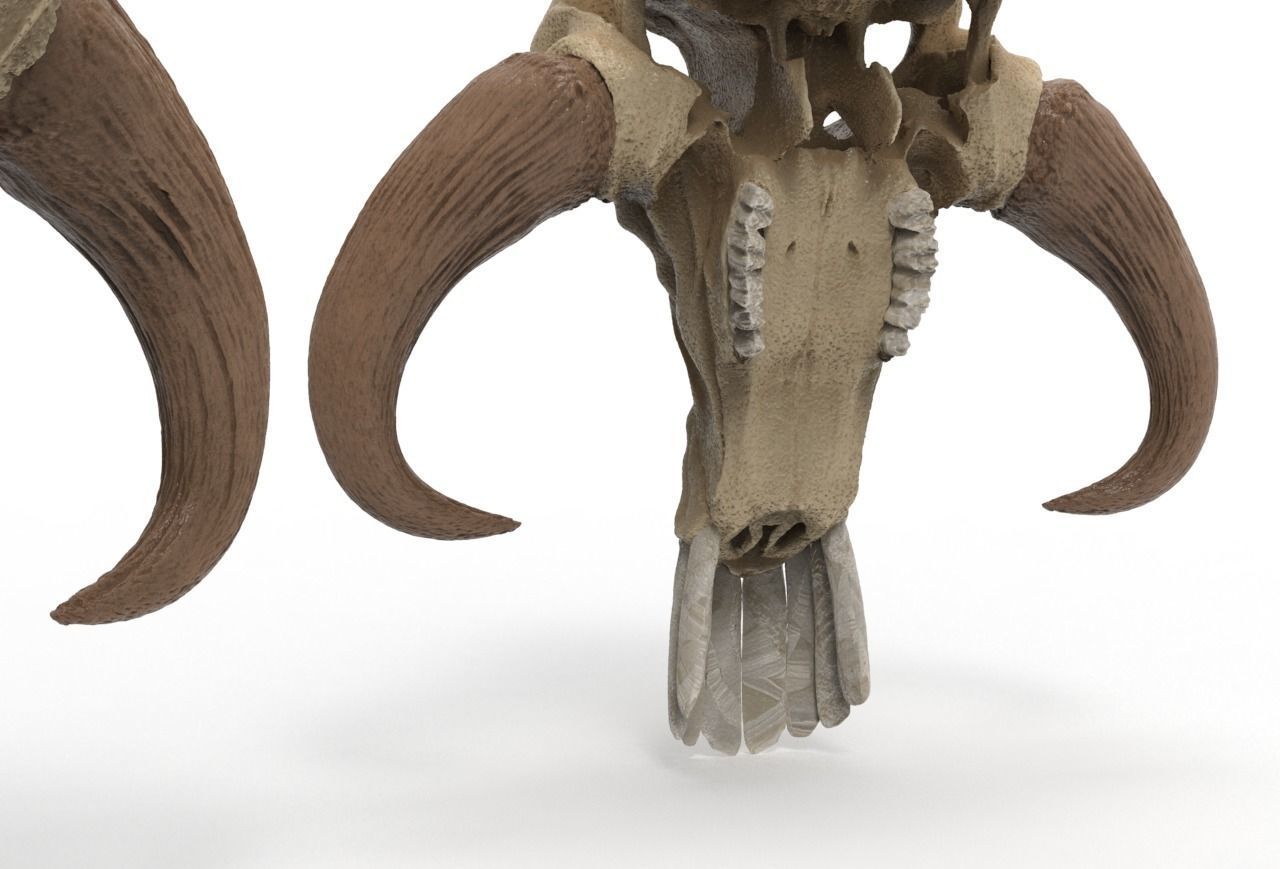Mandalorian scull Mythosaur Skull low poly and hi poly model 3D model ...