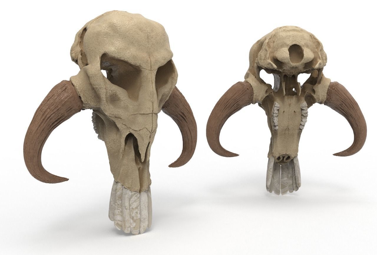 Mandalorian scull Mythosaur Skull low poly and hi poly model 3D model ...