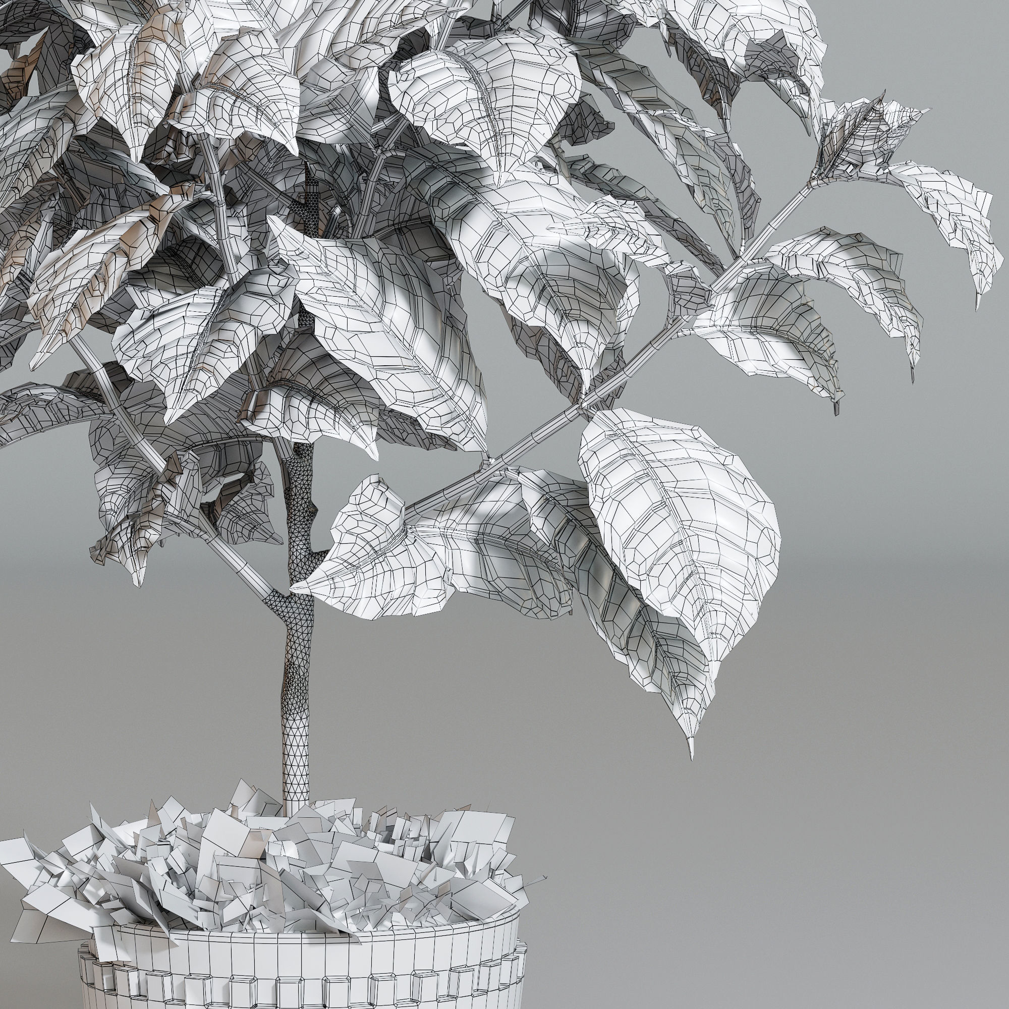 Coffee Tree 3D model | CGTrader