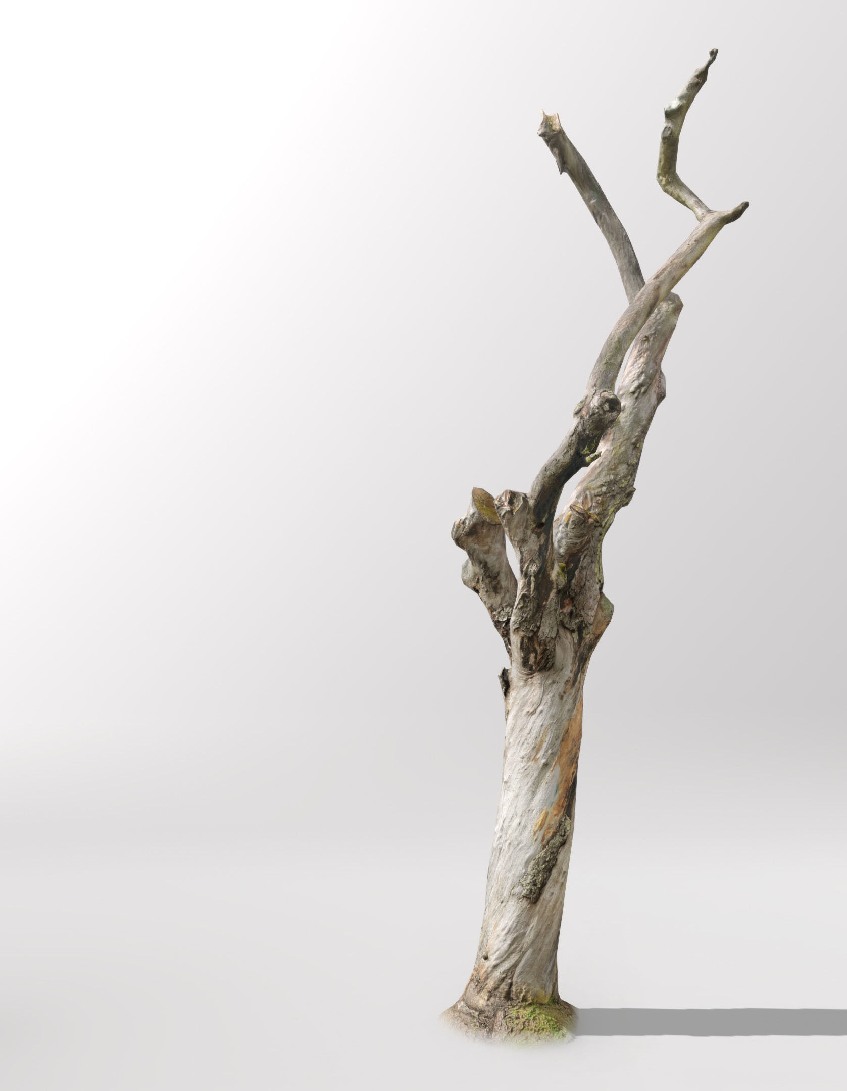 3D model Dead Tree Collection 3D Low poly VR / AR / low-poly | CGTrader