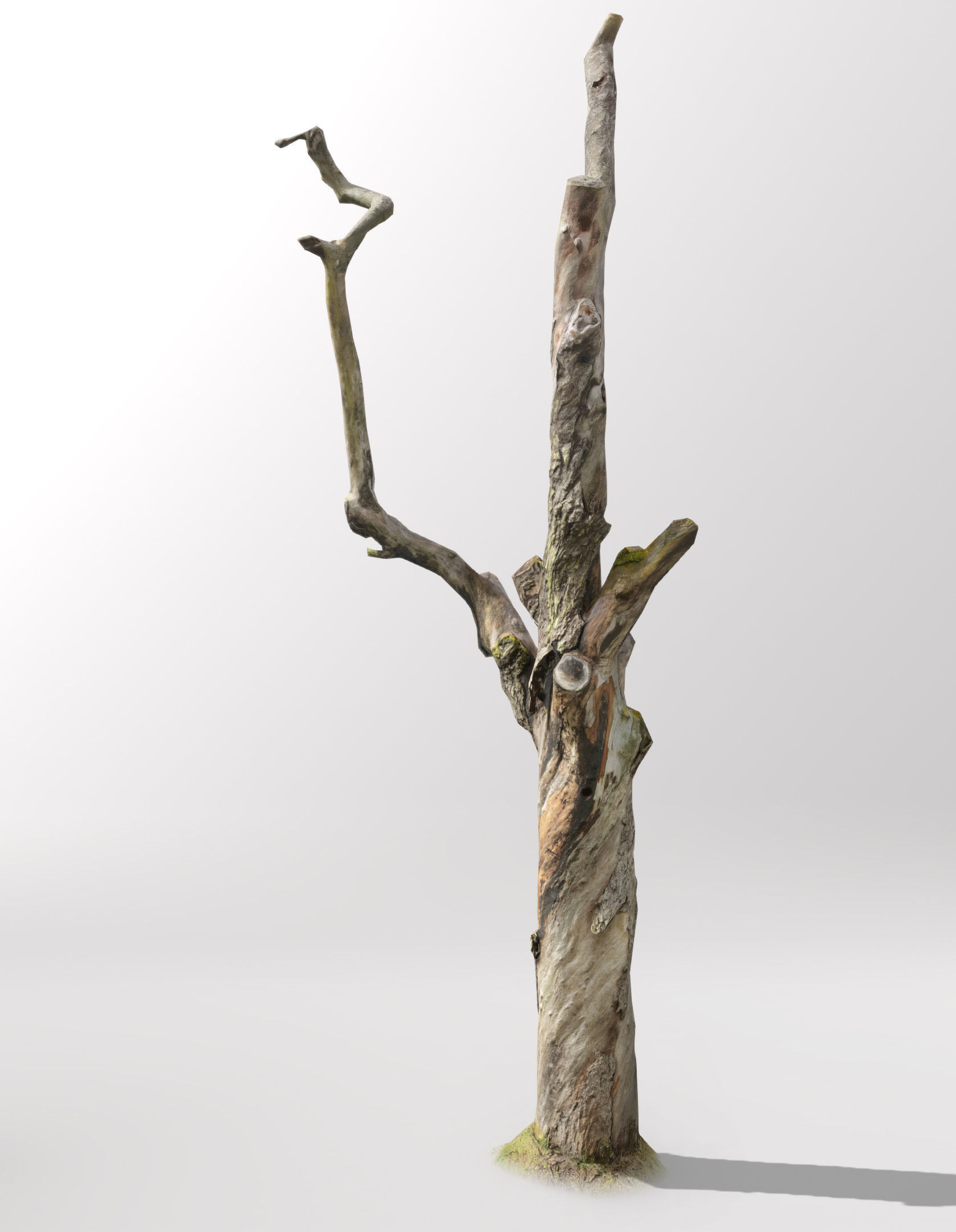 3D model Dead Tree Collection 3D Low poly VR / AR / low-poly | CGTrader