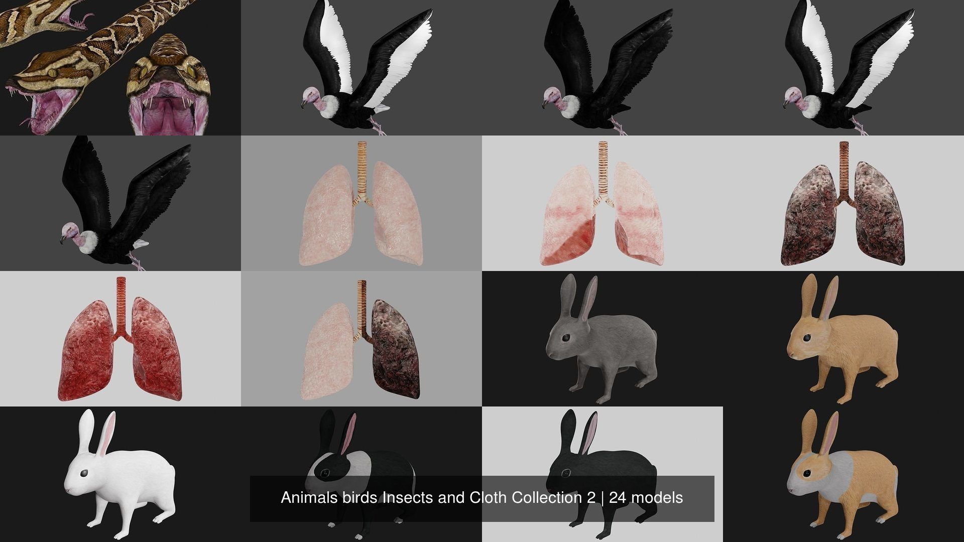 Animals birds Insects and Cloth Collection 2 VR / AR / low-poly | CGTrader