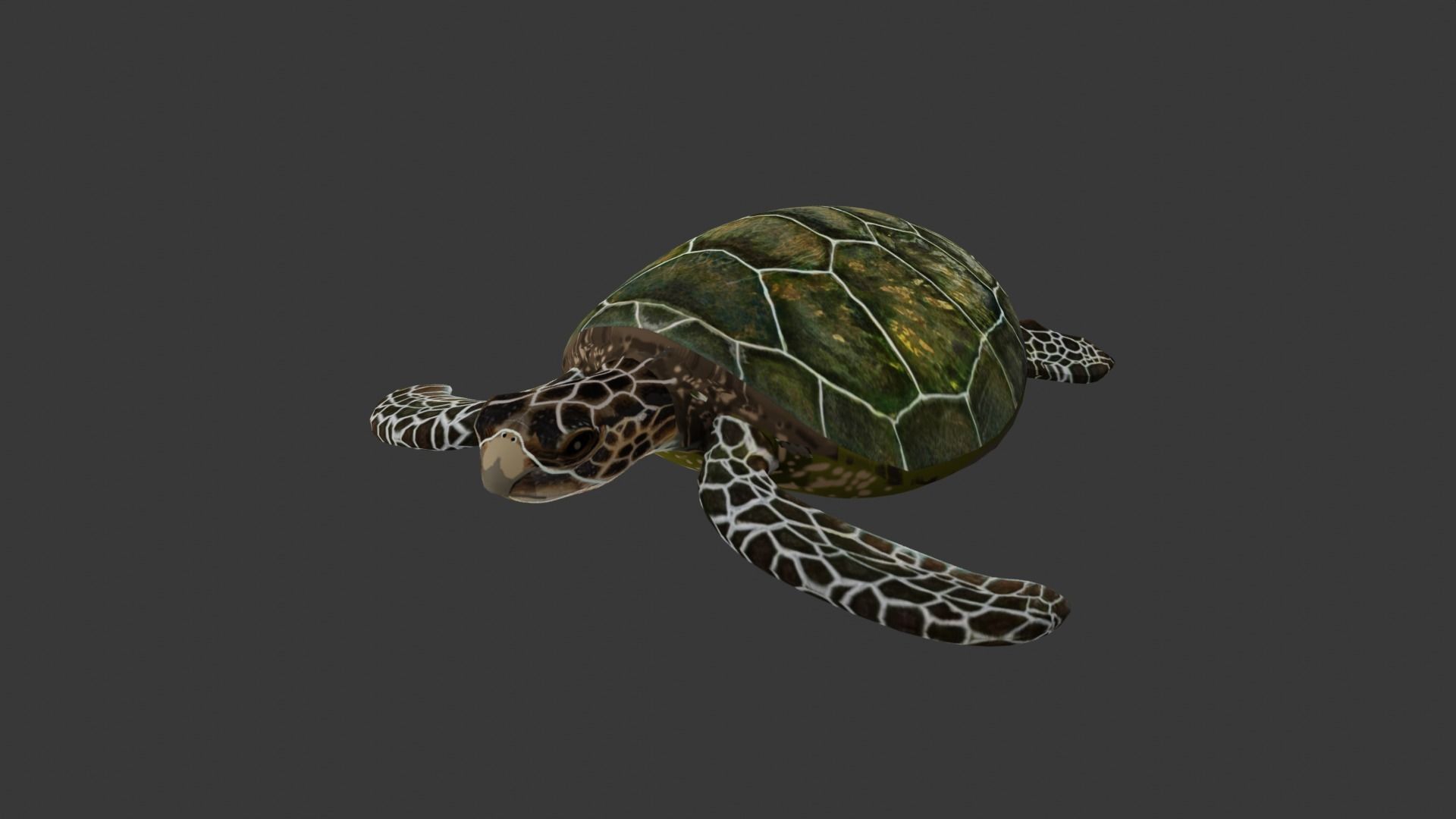 Sea Turtle 3D model | CGTrader