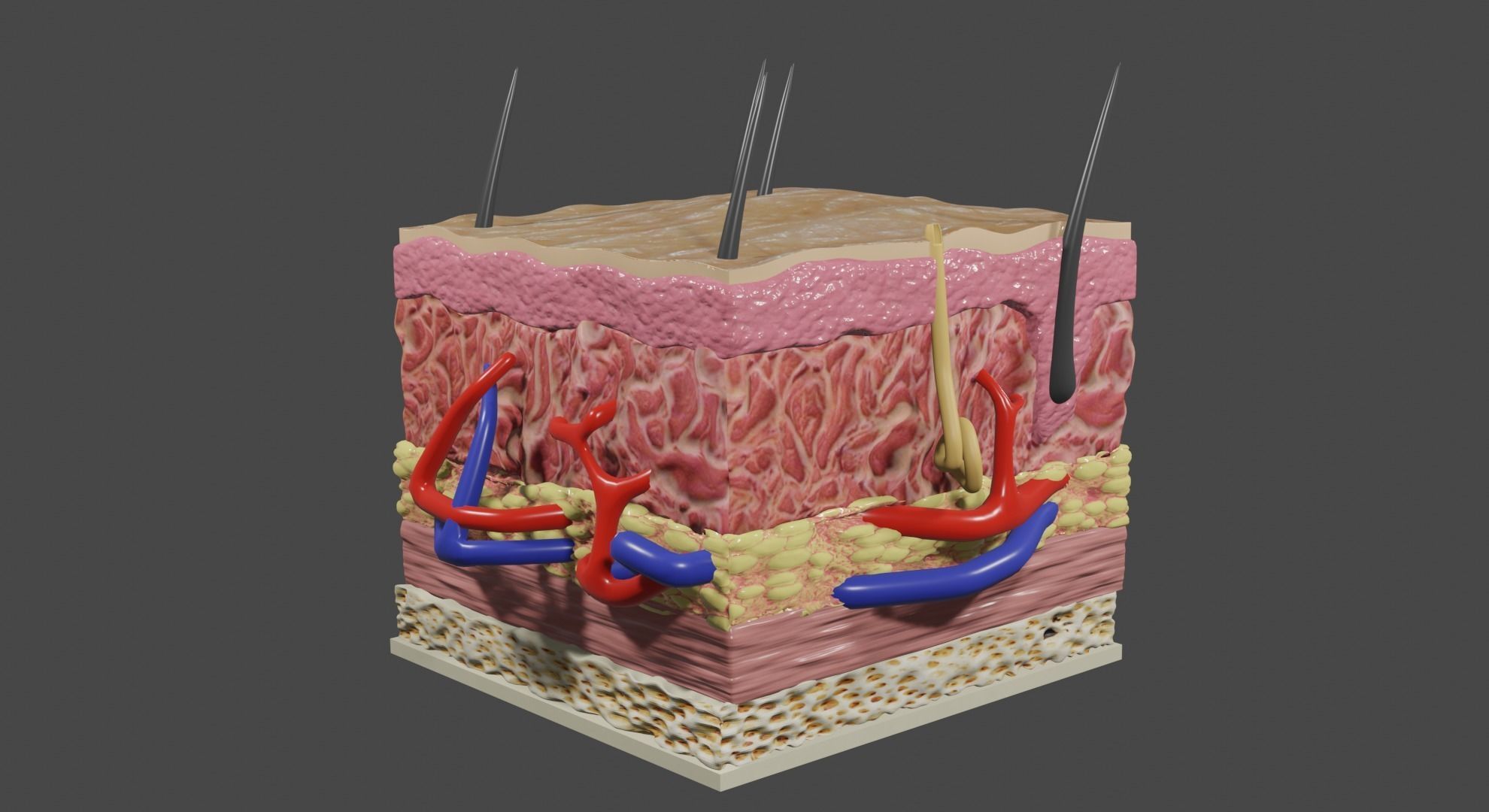 Skin cross section 3D model animated | CGTrader