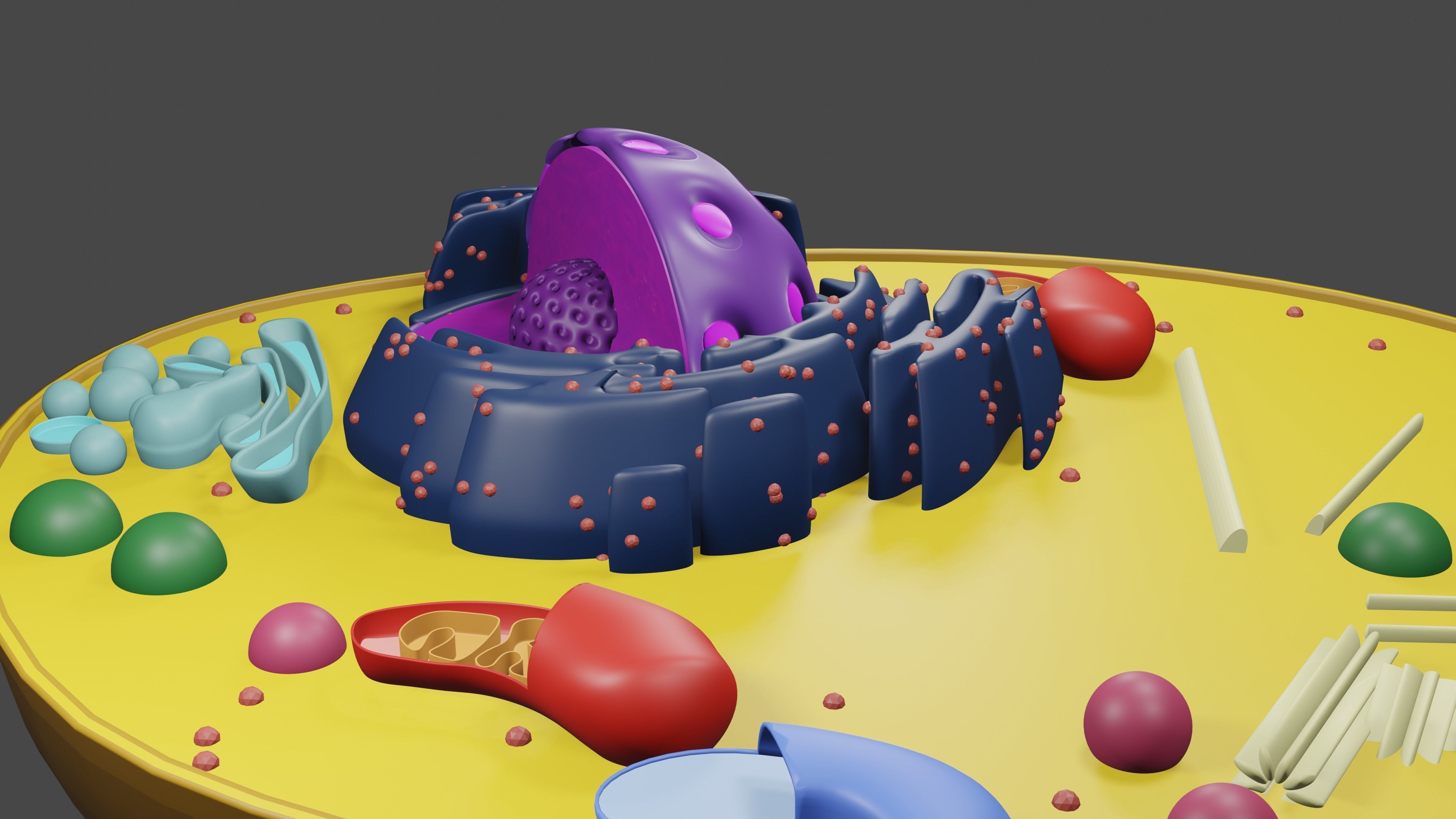 3D model Animal Cell structure cross section VR / AR / low-poly | CGTrader