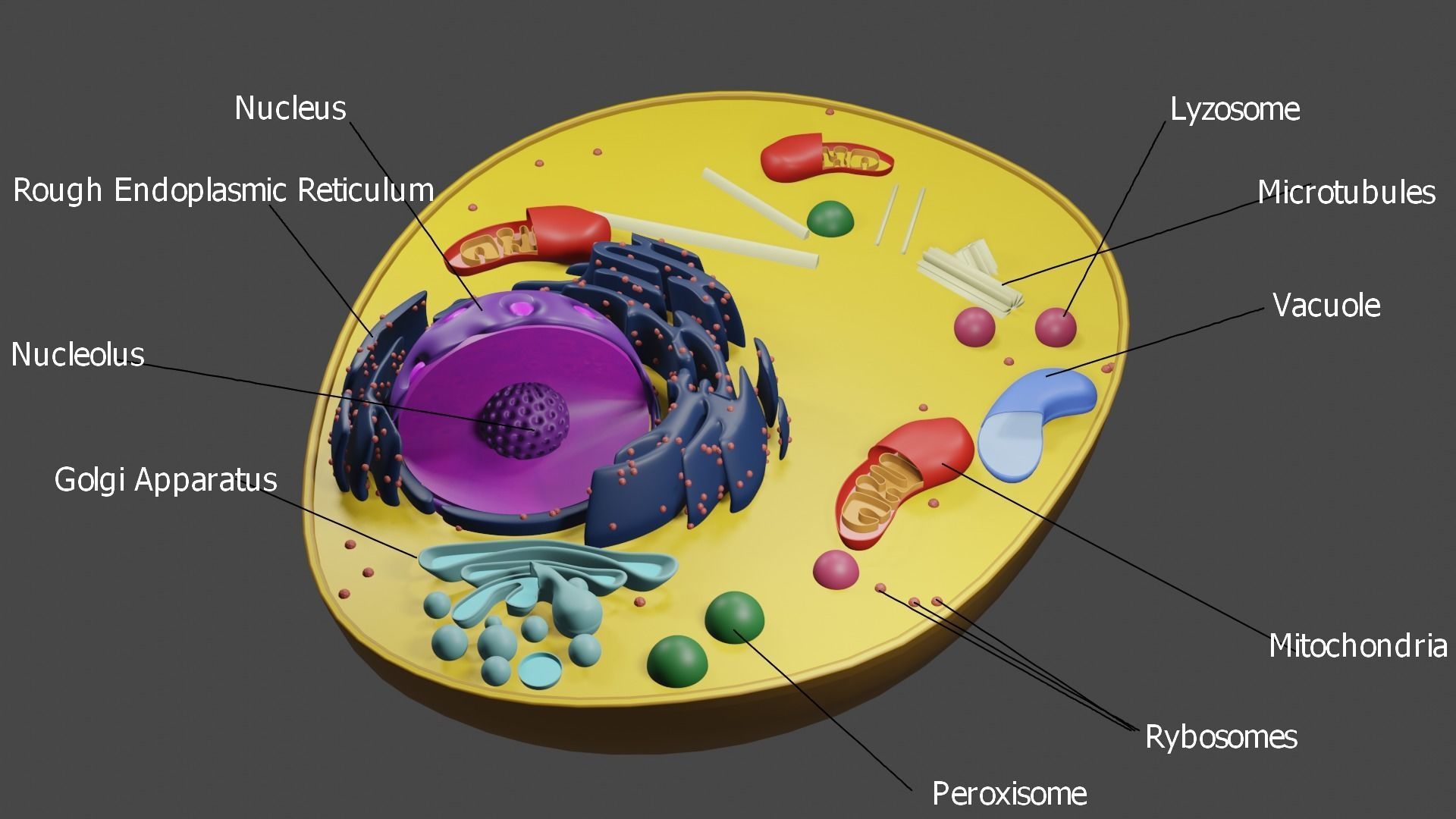 3D model Animal Cell structure cross section VR / AR / low-poly | CGTrader
