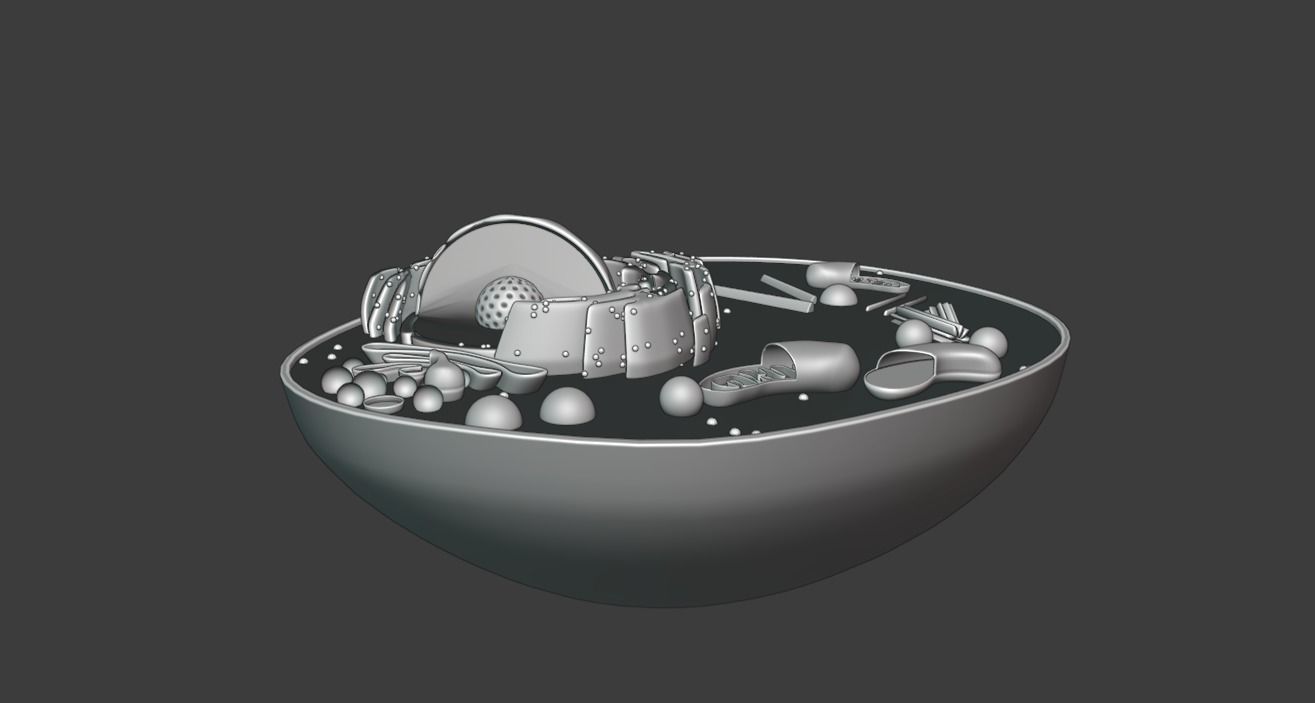 3D model Animal Cell structure cross section VR / AR / low-poly | CGTrader