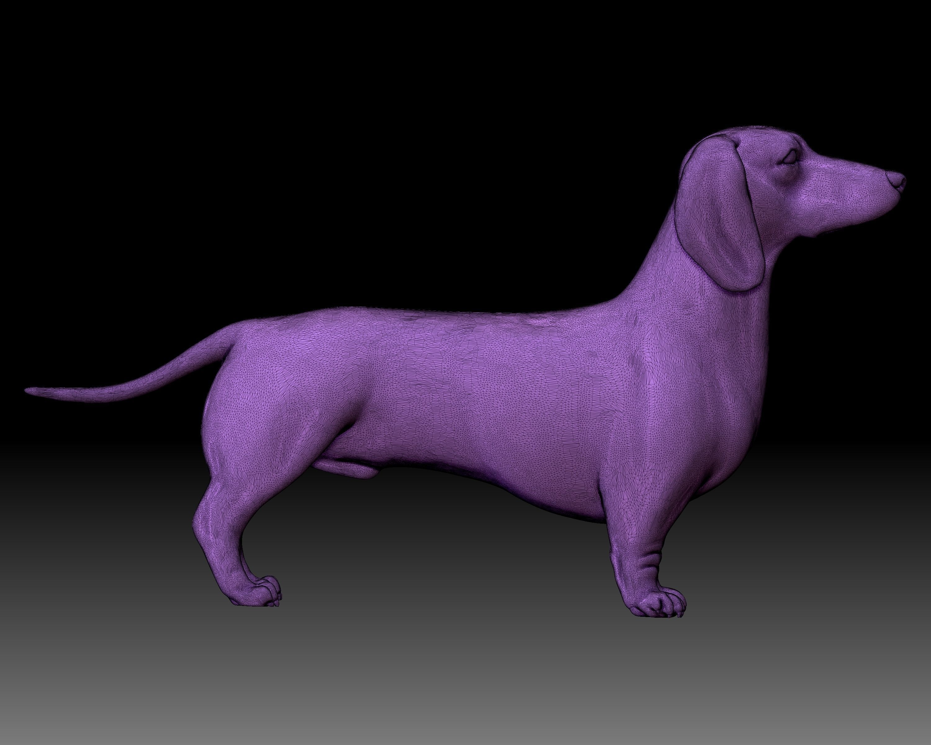 Dutch hound Dachshund 3D printable 3D model 3D printable | CGTrader