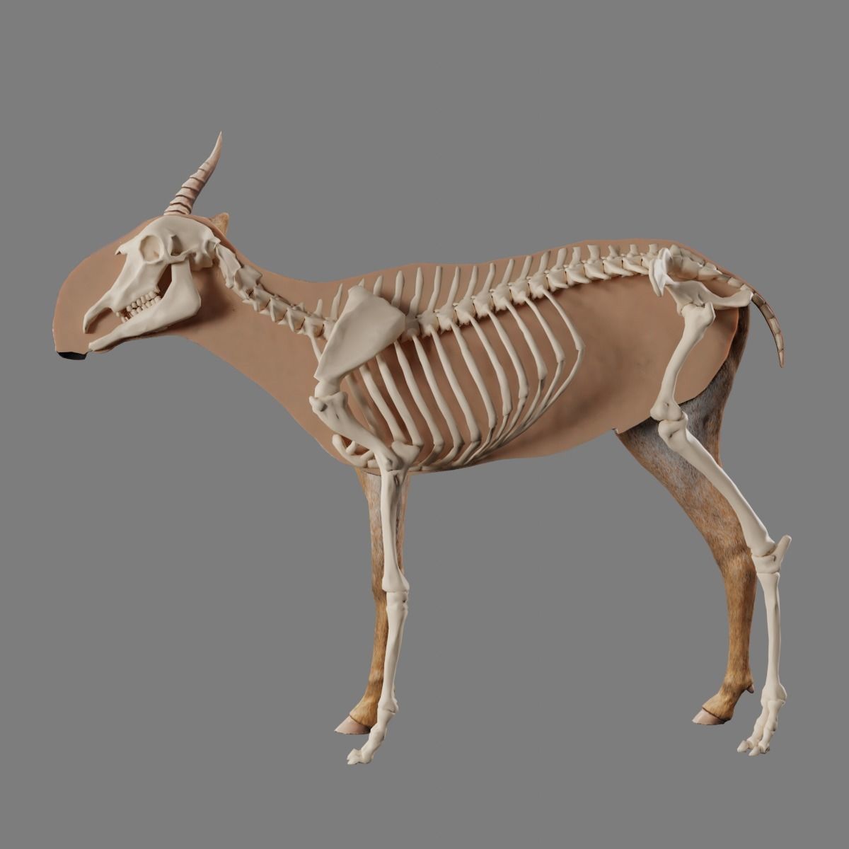 3D model Saiga Antelope With Bone VR / AR / low-poly | CGTrader