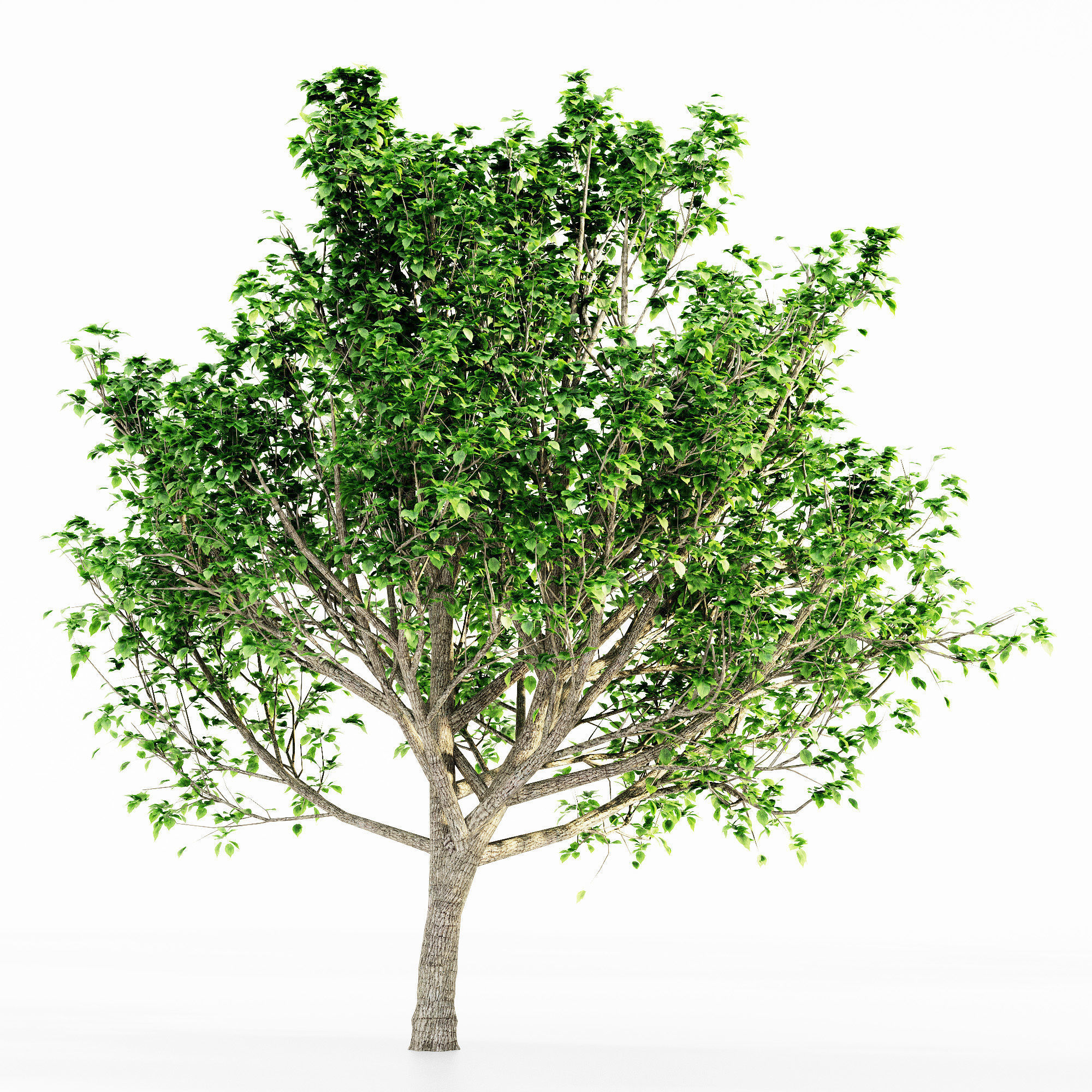 Bradford Pear tree collection 5 trees in the scene free 3D model | CGTrader