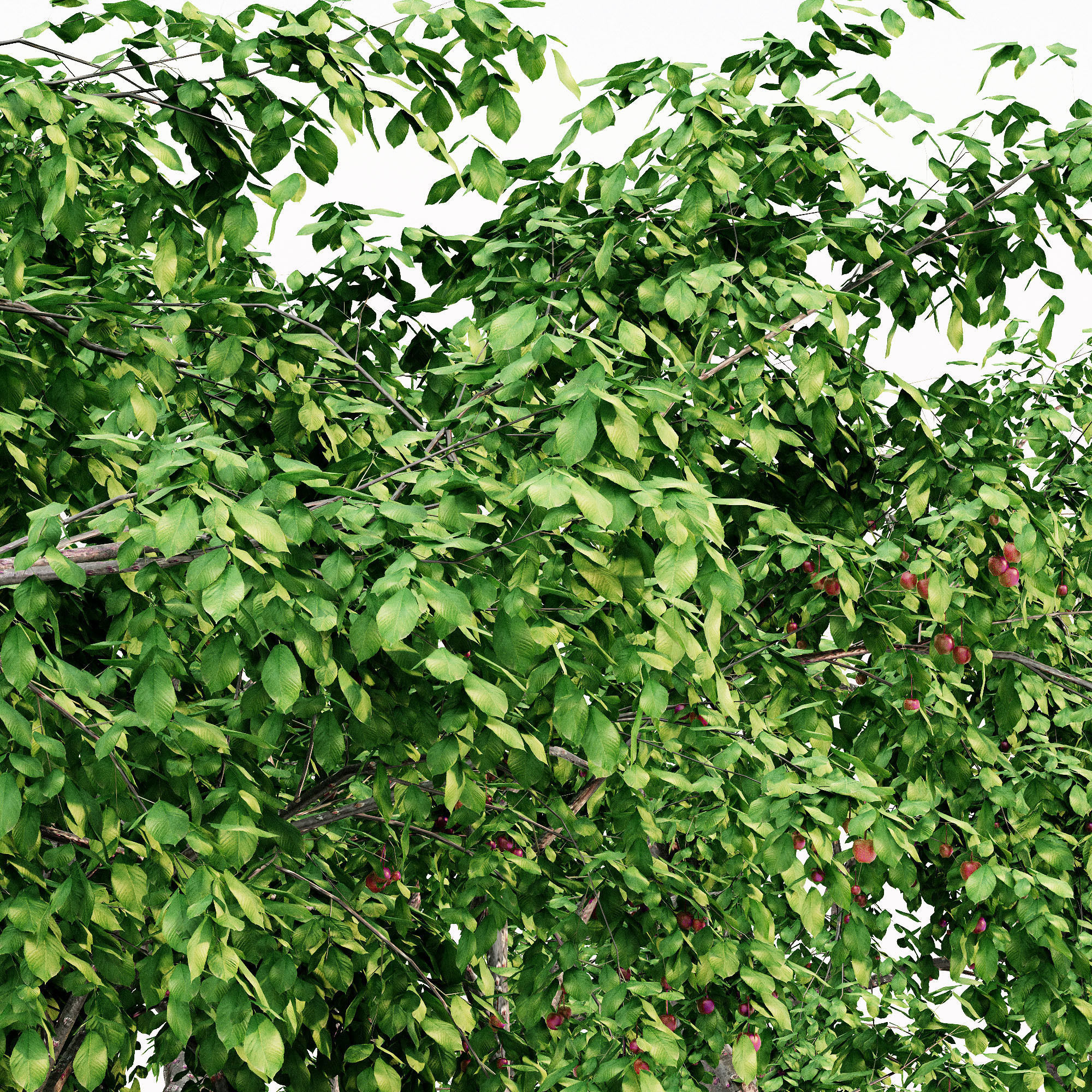 Cherry tree collection 5 trees in the scene free 3D model | CGTrader