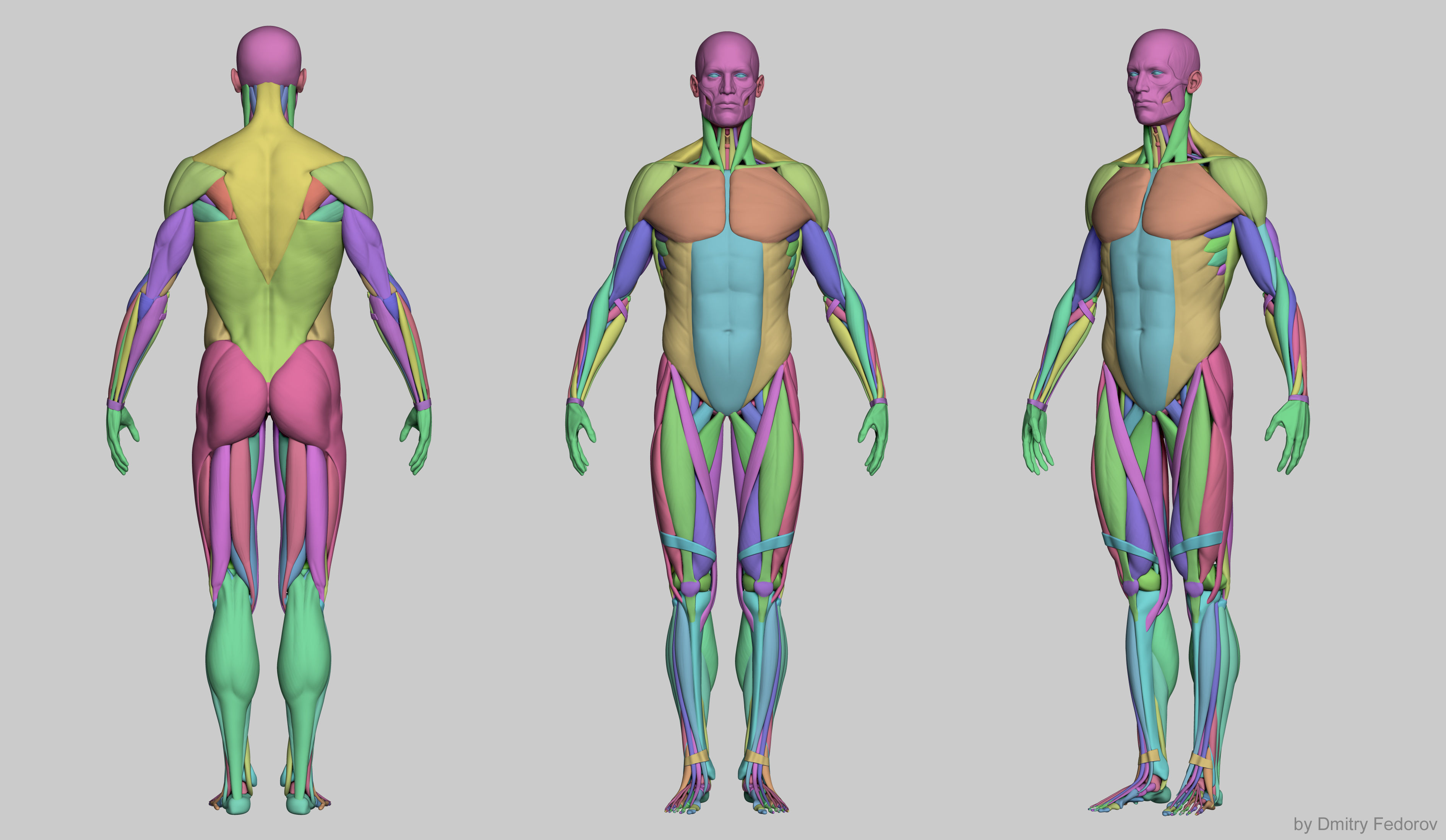 Anatomy male ecorche - Blender RENDER scene 3D model | CGTrader