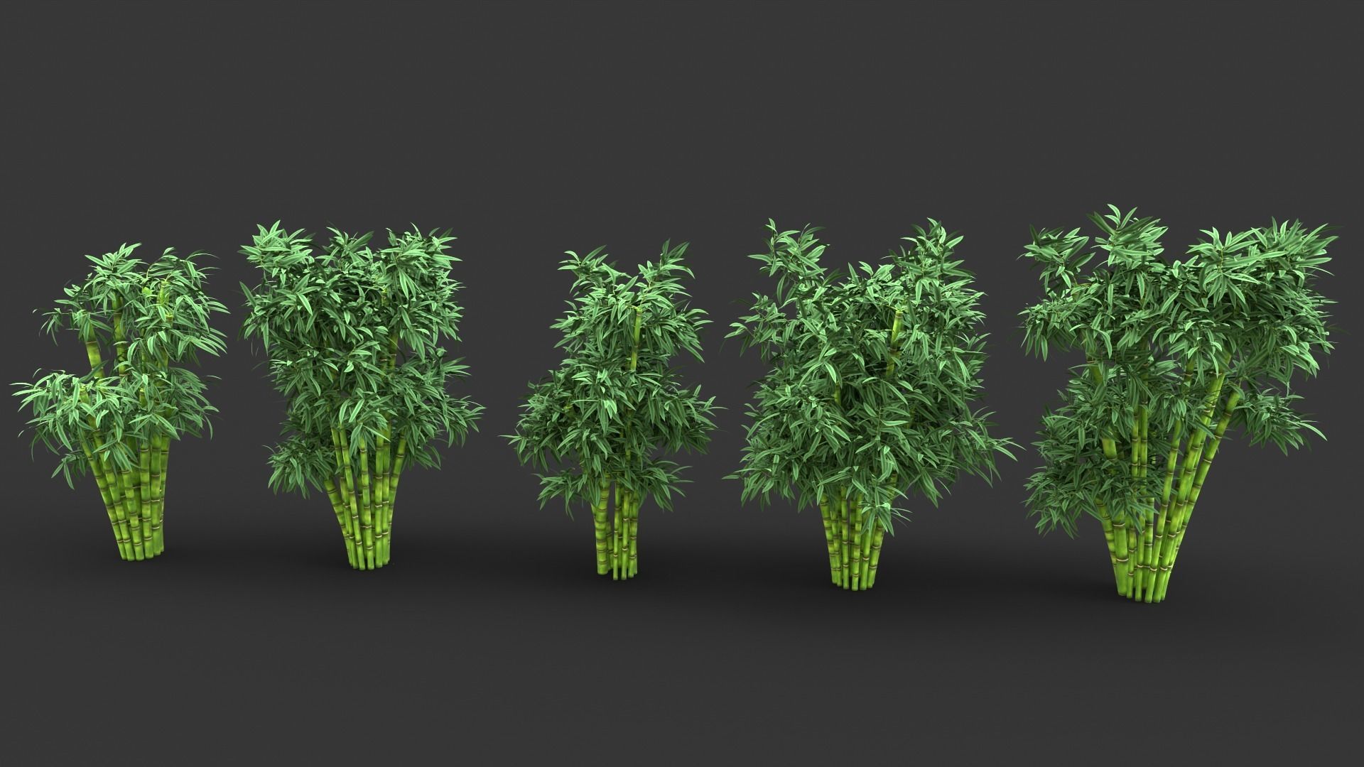 Bamboo tree Pack 3D model | CGTrader