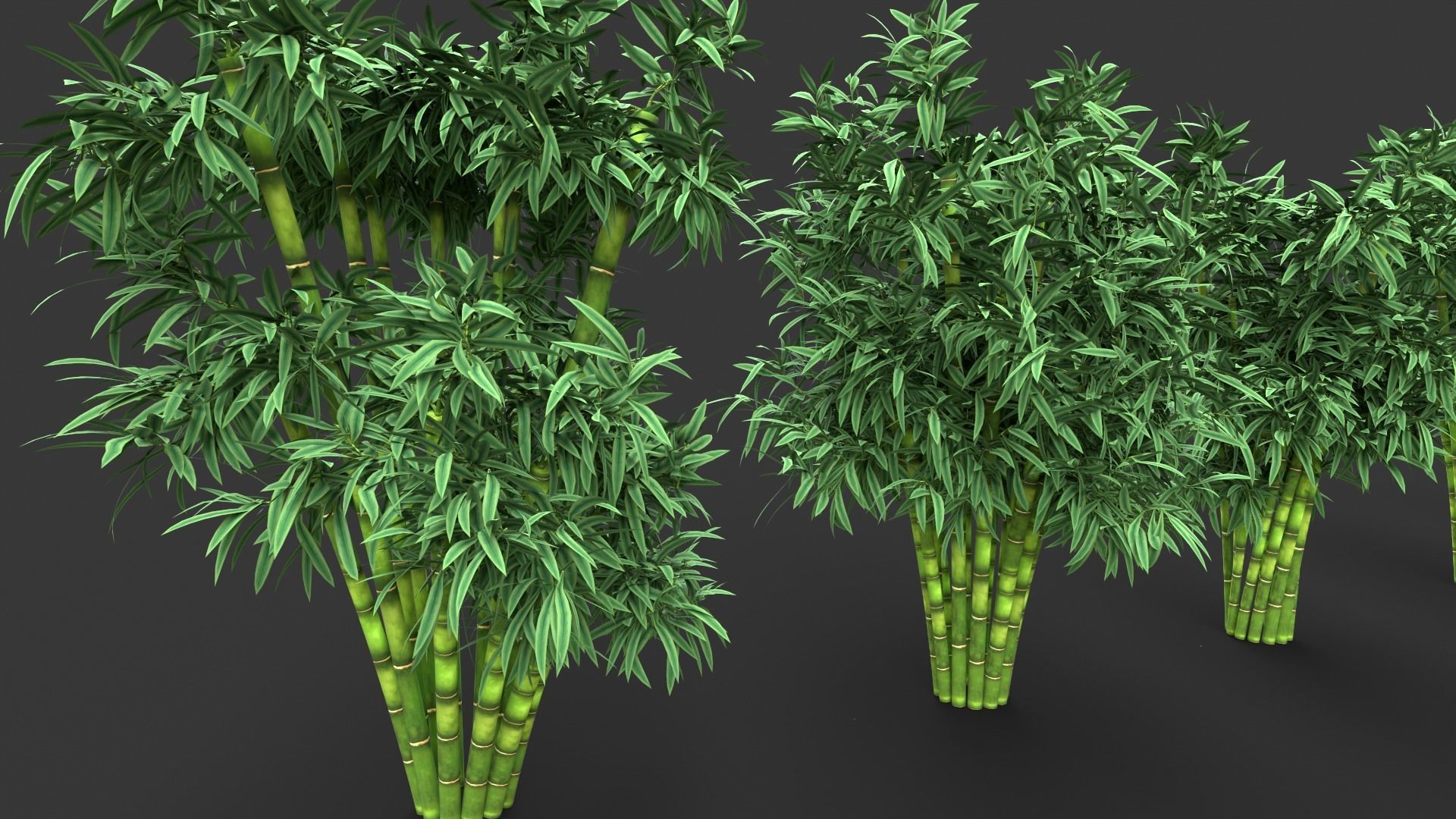 Bamboo tree Pack 3D model | CGTrader