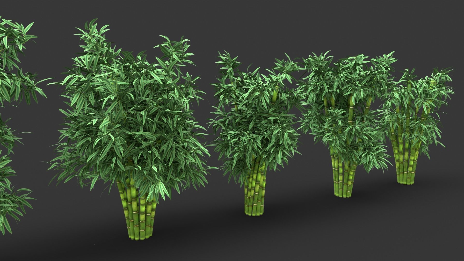 Bamboo tree Pack 3D model | CGTrader