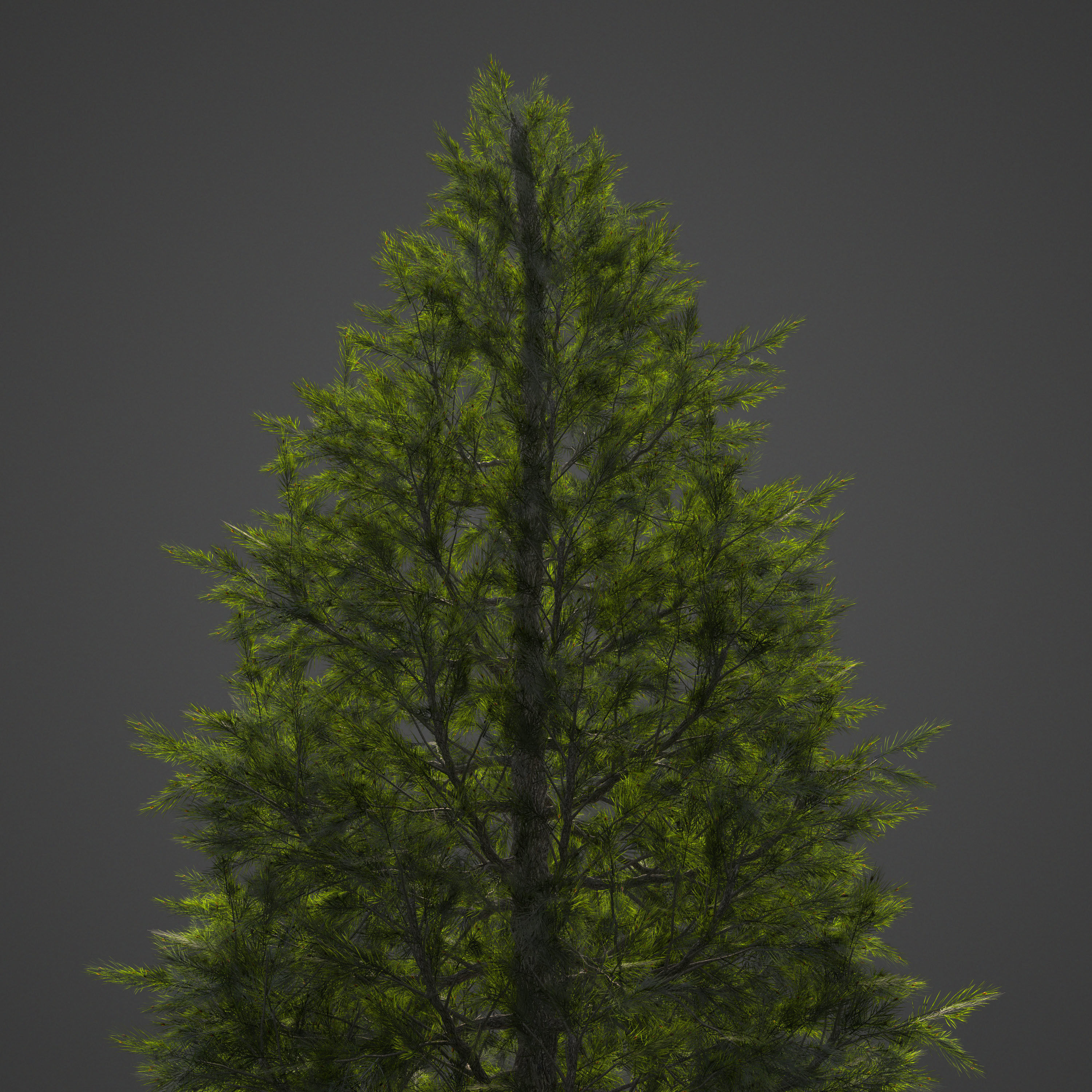 2021 PBR Eastern White Pine Collection - Pinus Strobus 3D model | CGTrader