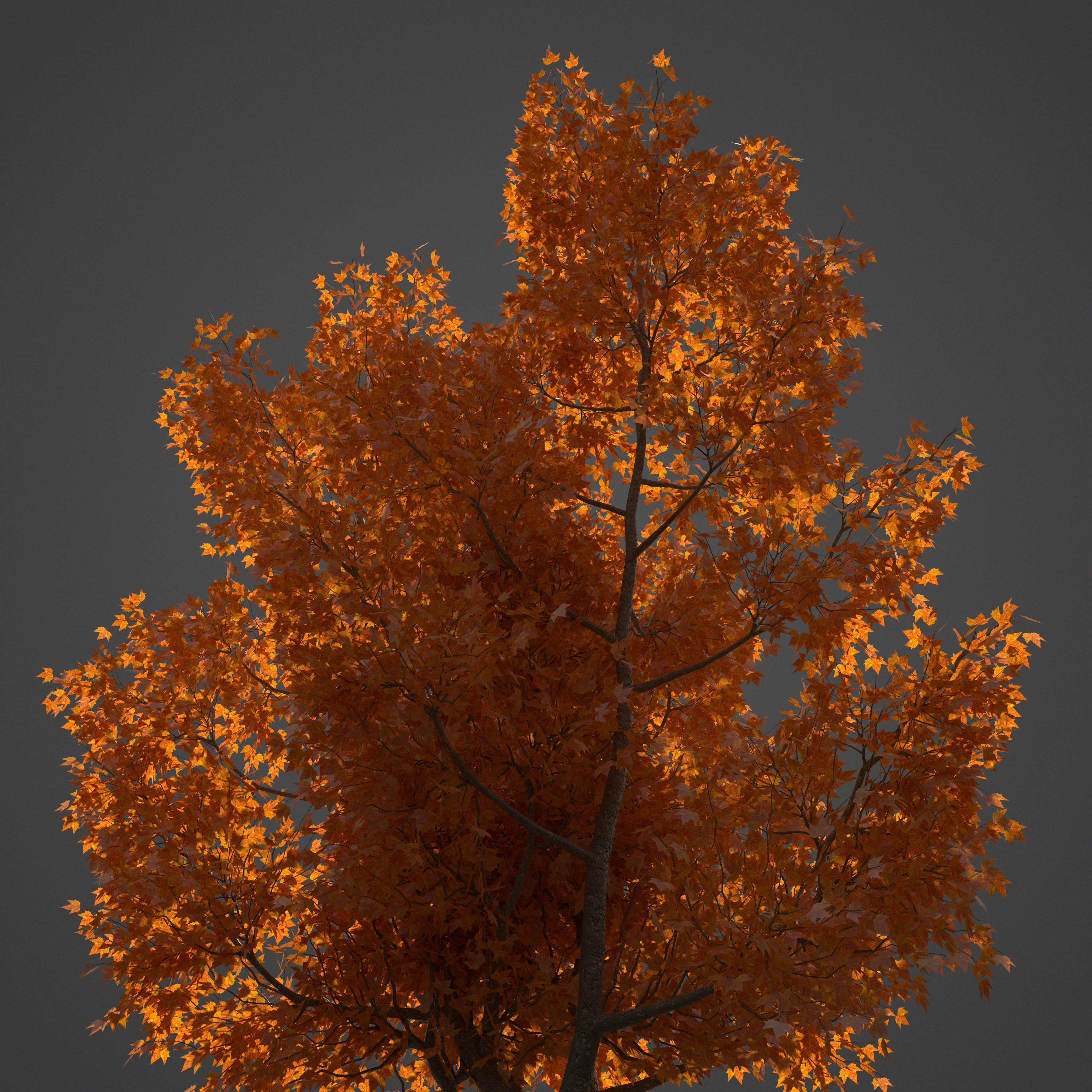 2021 PBR American Planetree Collection - Platanus Occidentalis 3D model ...
