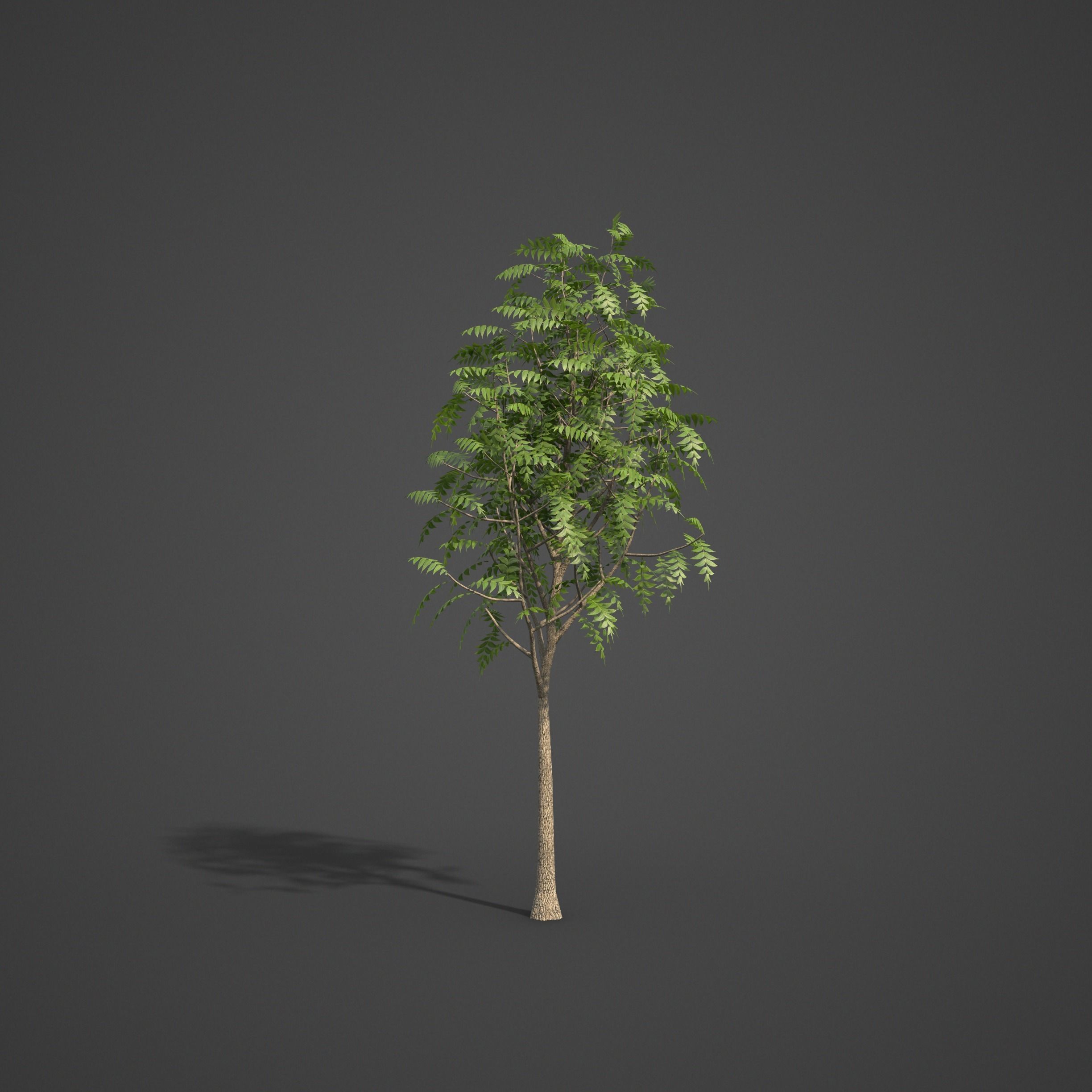 2021 PBR Little Walnut Collection - Juglans Microcarpa 3D model | CGTrader