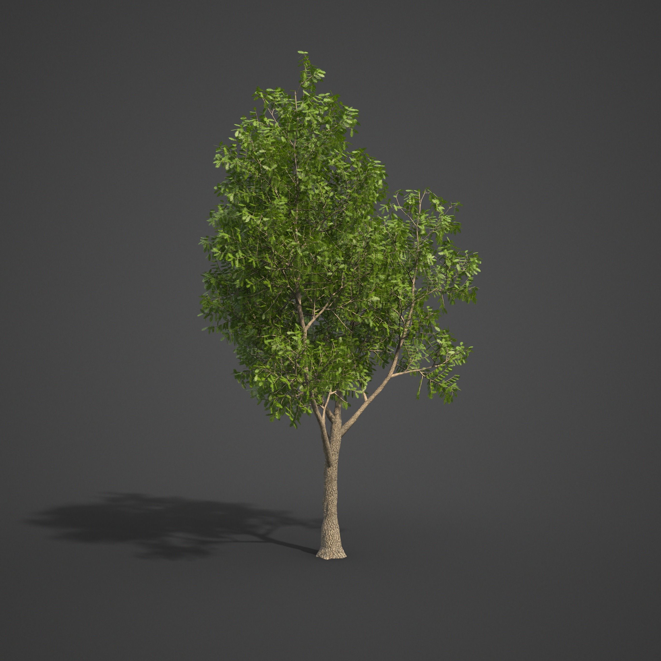 2021 PBR Little Walnut Collection - Juglans Microcarpa 3D model | CGTrader