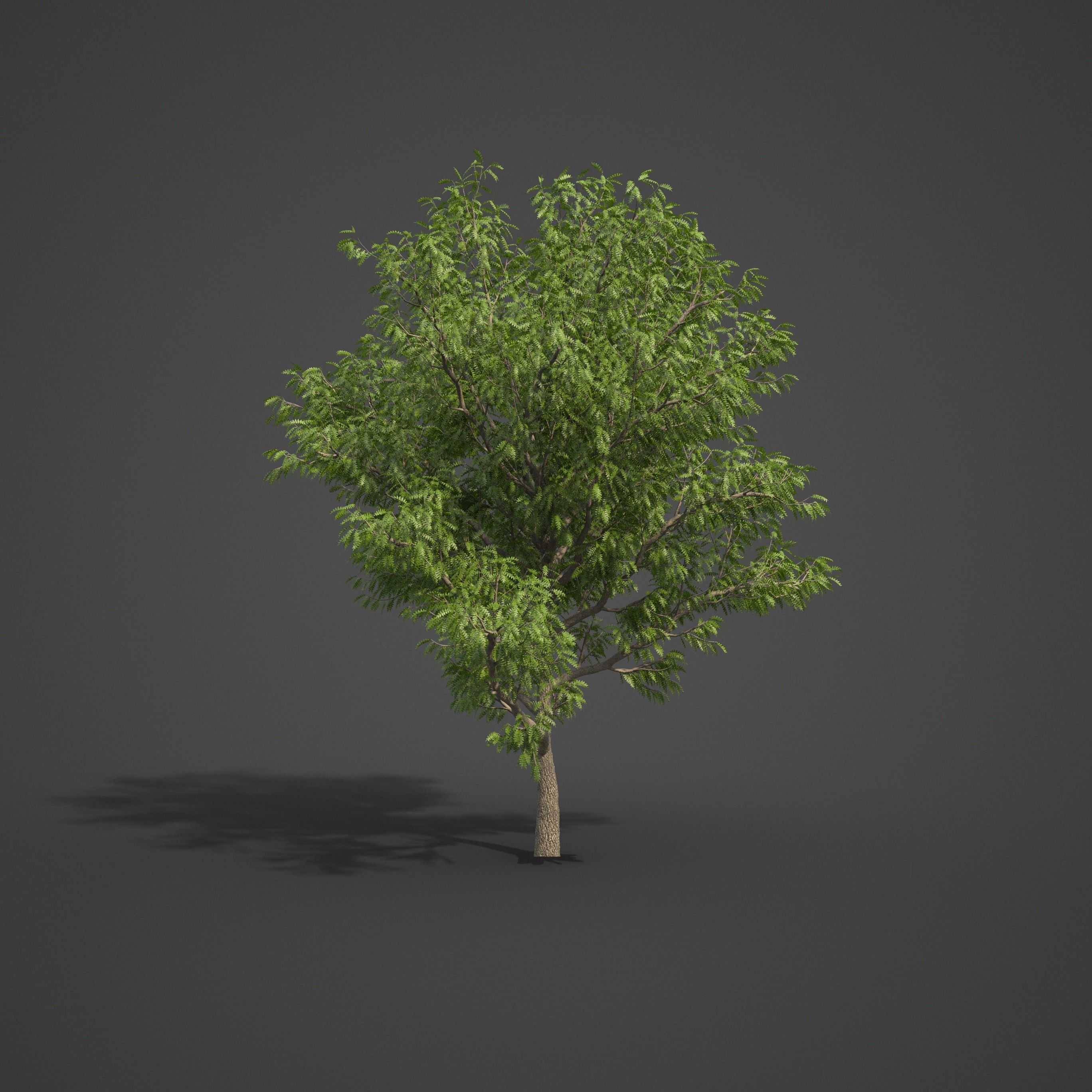 2021 PBR Little Walnut Collection - Juglans Microcarpa 3D model | CGTrader
