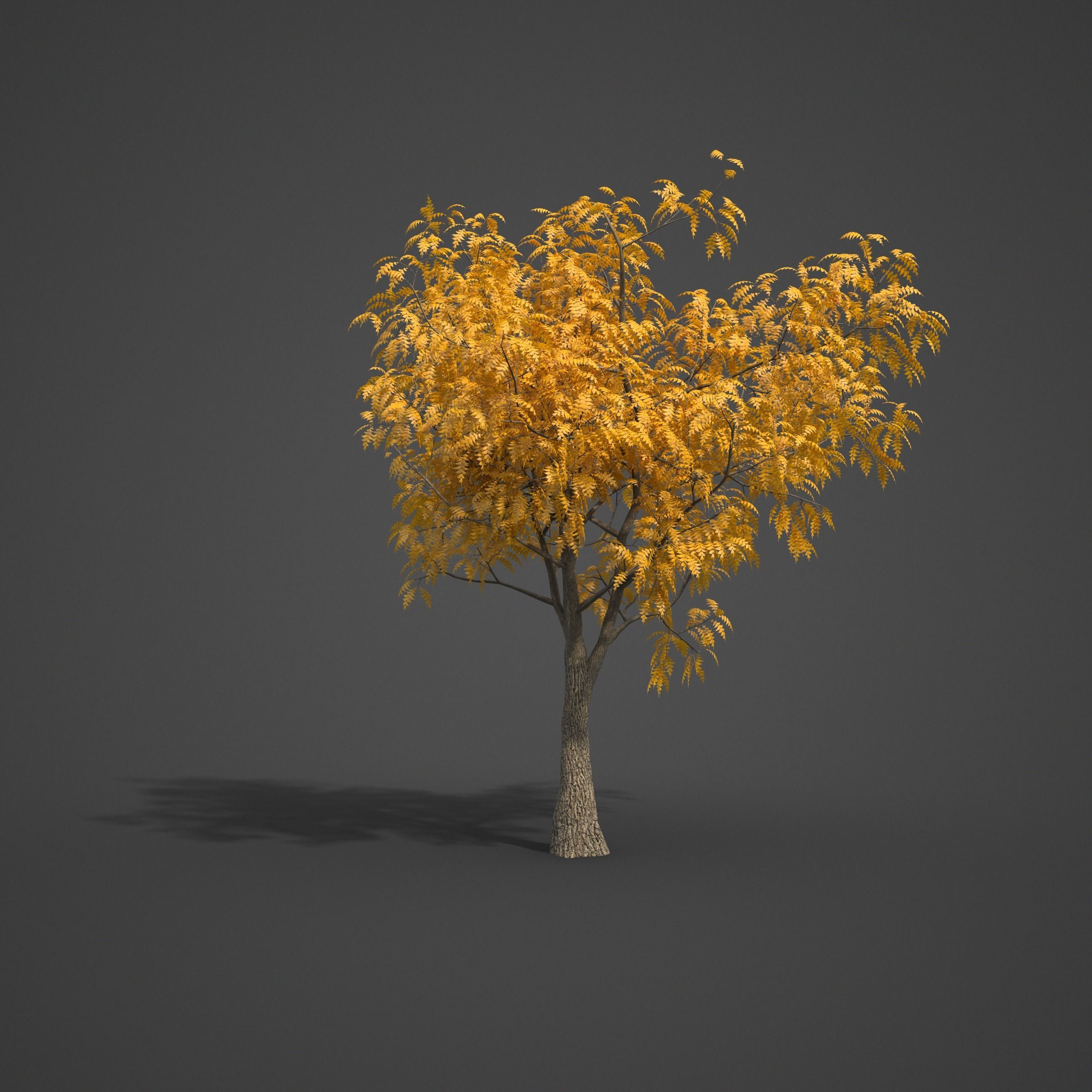 2021 PBR Little Walnut Collection - Juglans Microcarpa 3D model | CGTrader