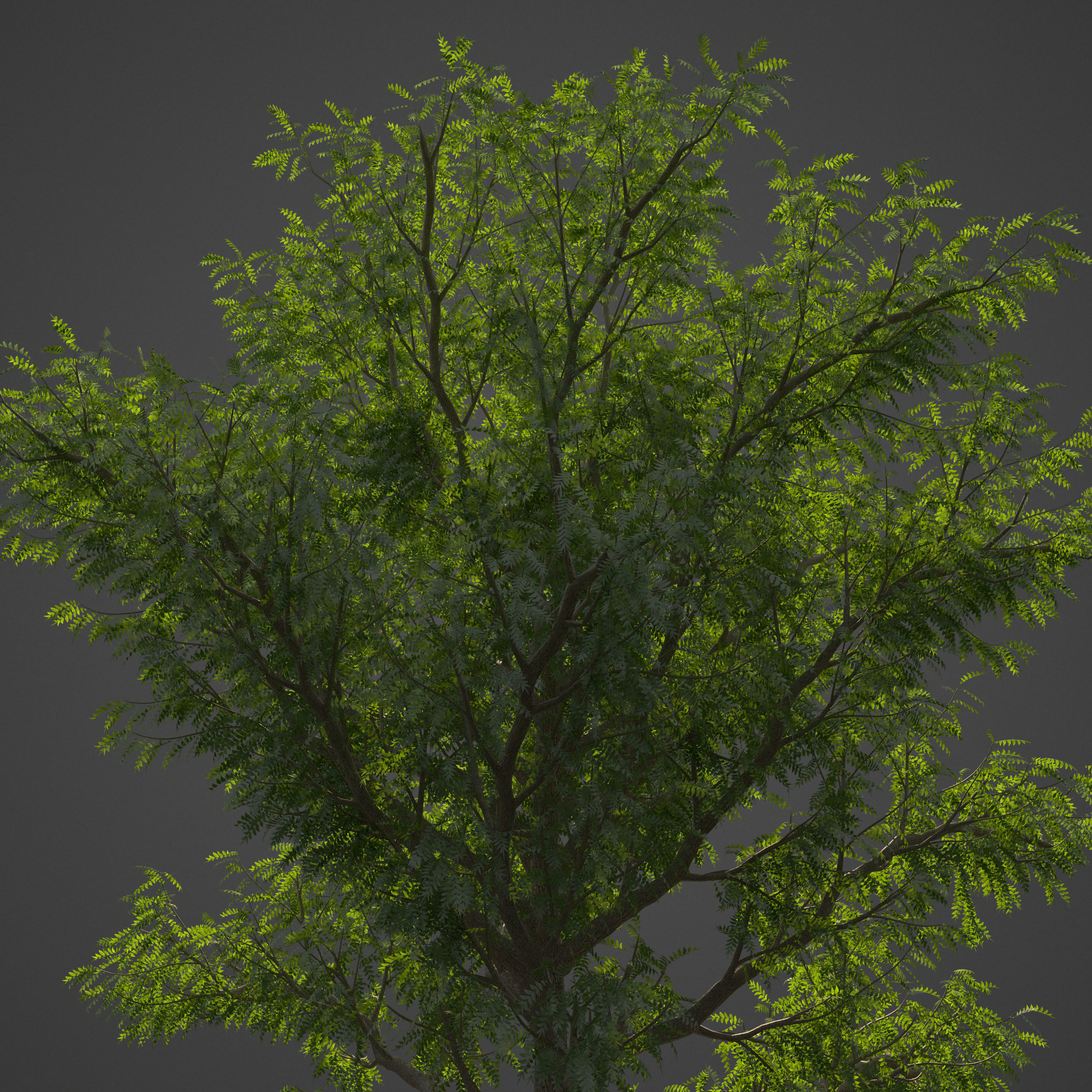 2021 PBR Little Walnut Collection - Juglans Microcarpa 3D model | CGTrader
