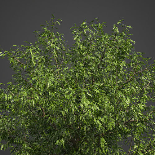 2021 PBR Little Walnut Collection - Juglans Microcarpa 3D model | CGTrader