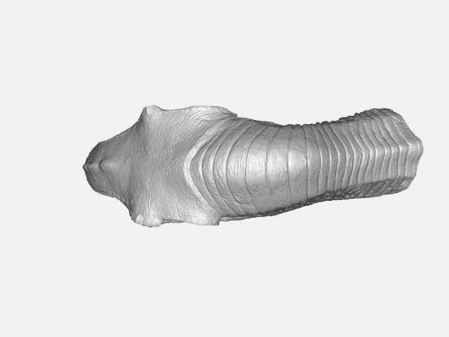 T-Rex head model 3D model | CGTrader