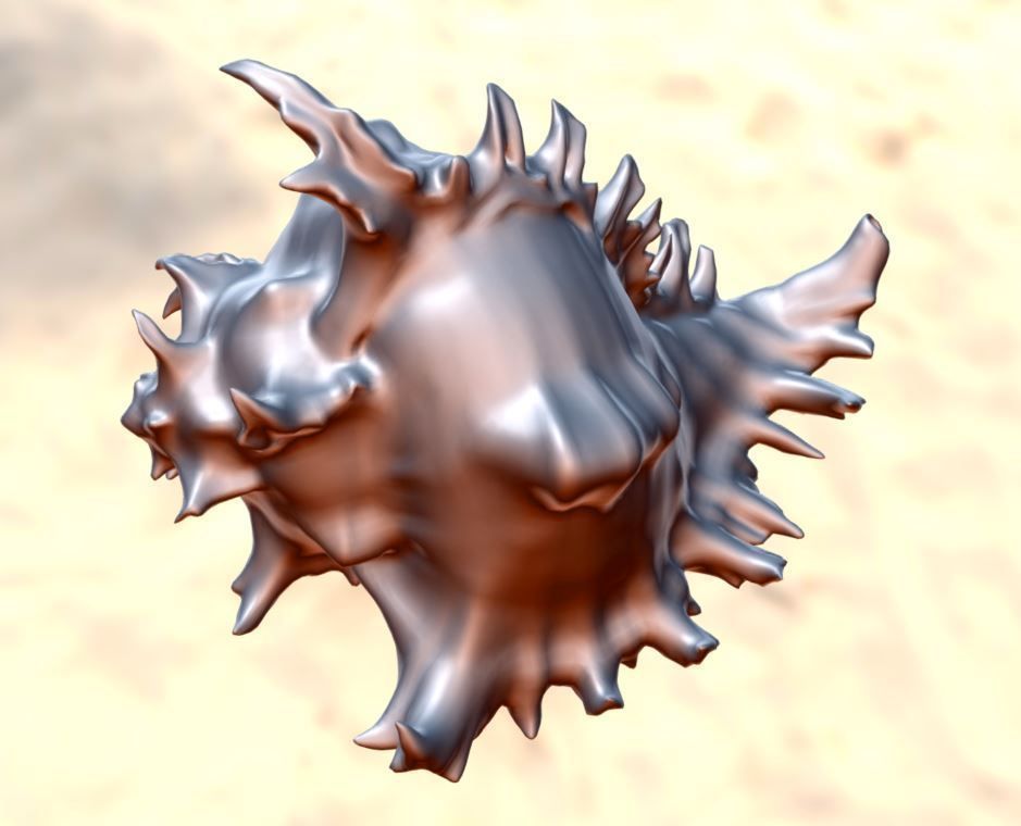 3D model Sea Shell VR / AR / low-poly | CGTrader