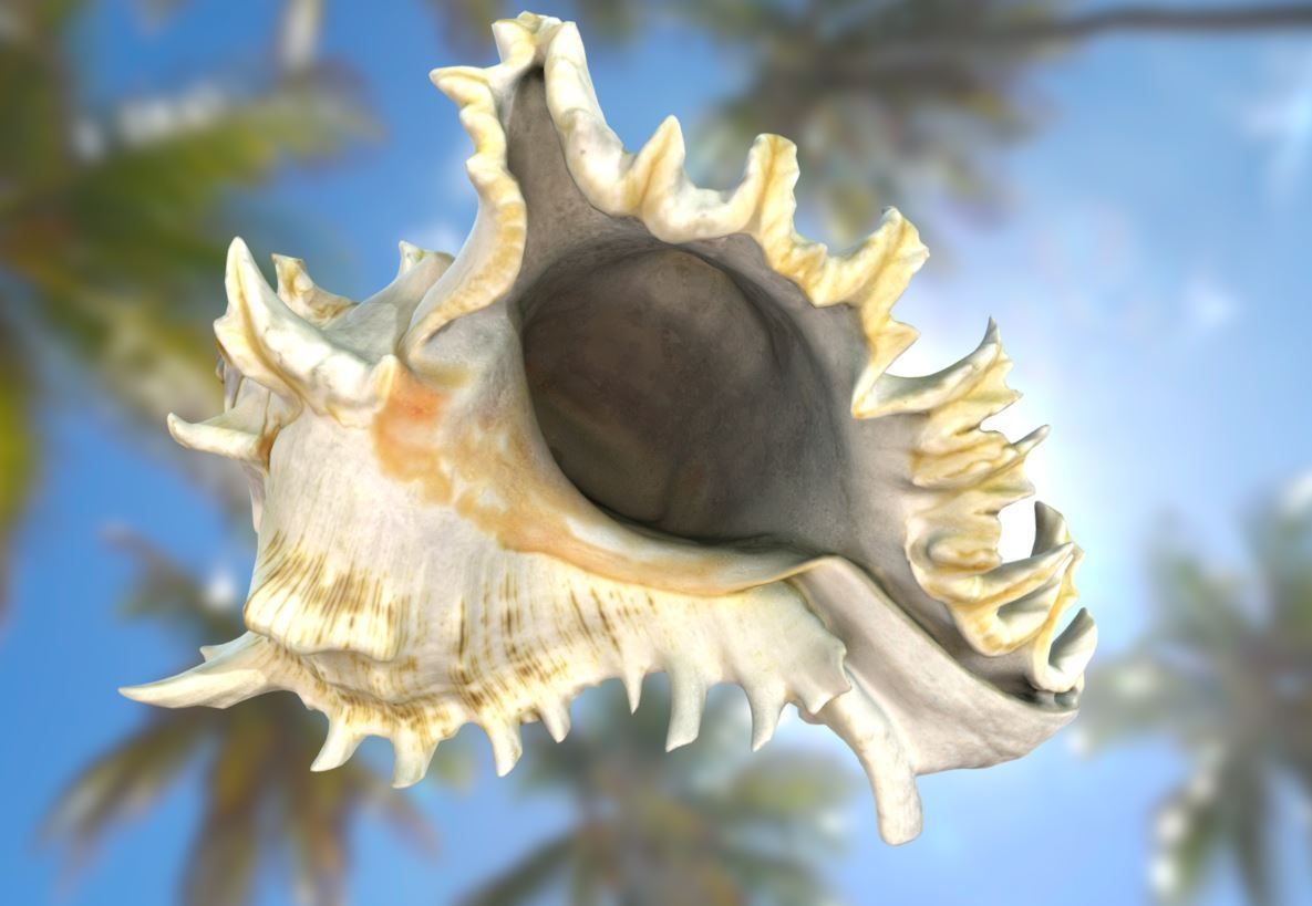 3D model Sea Shell VR / AR / low-poly | CGTrader