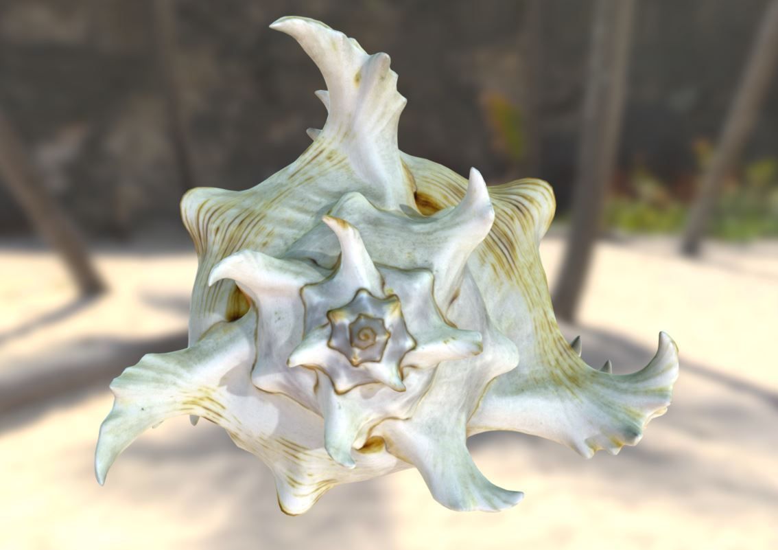 3D model Sea Shell VR / AR / low-poly | CGTrader