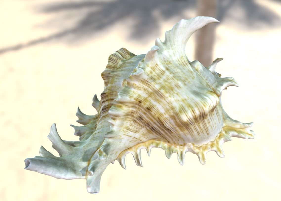3D model Sea Shell VR / AR / low-poly | CGTrader