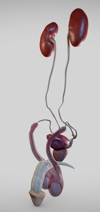3D model Male Urogenital System VR / AR / low-poly | CGTrader