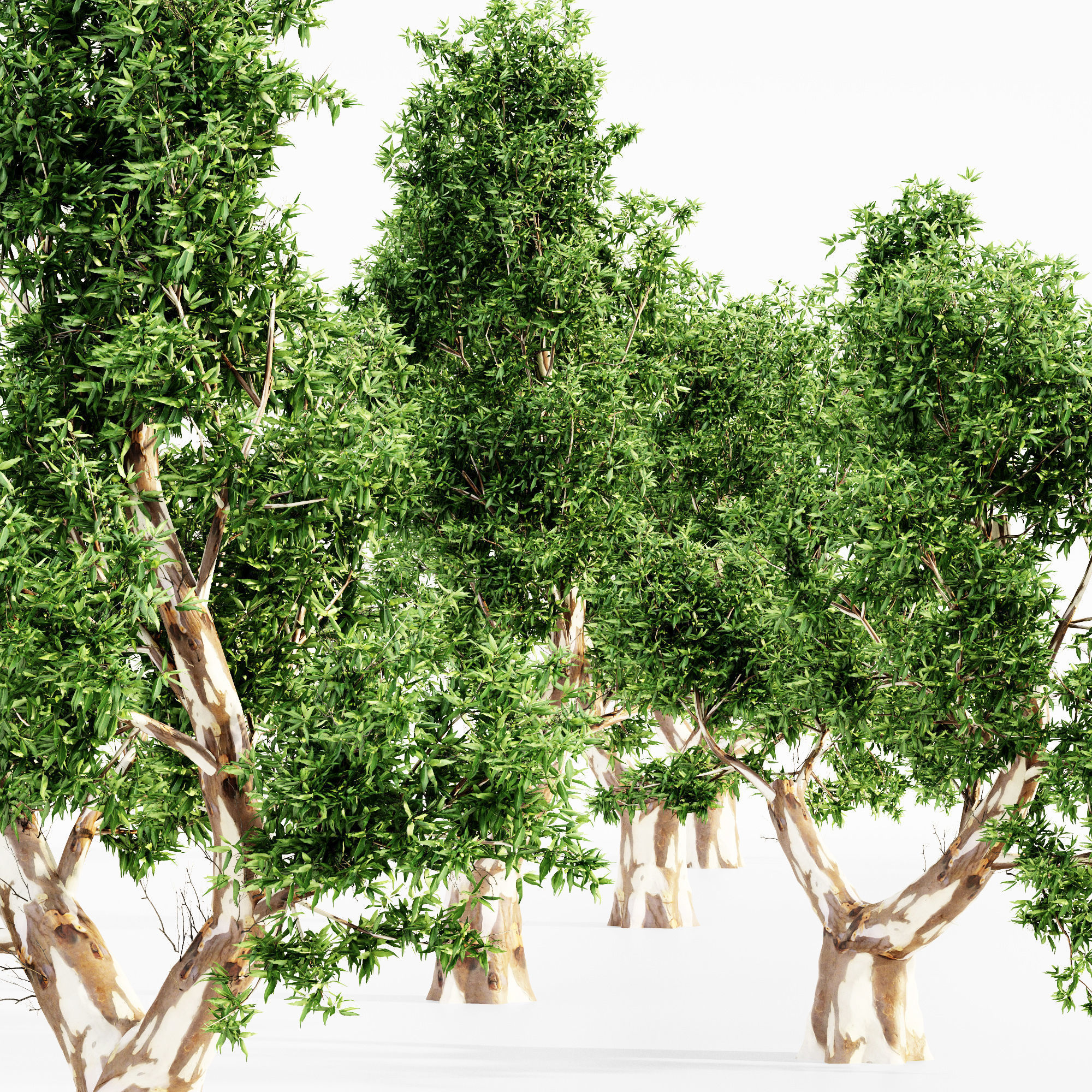 Red Gum tree collection 5 trees in the scene free 3D model | CGTrader