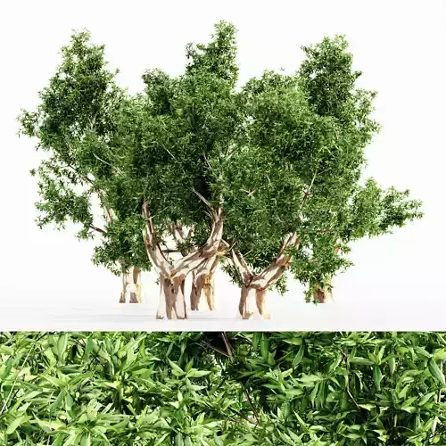 Red Gum tree collection 5 trees in the scene free 3D model | CGTrader