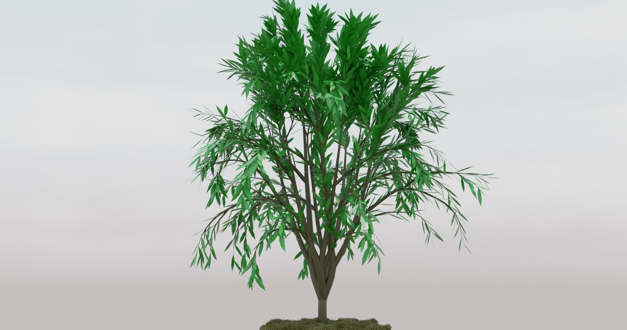 Callistemon Tree 3D model | CGTrader