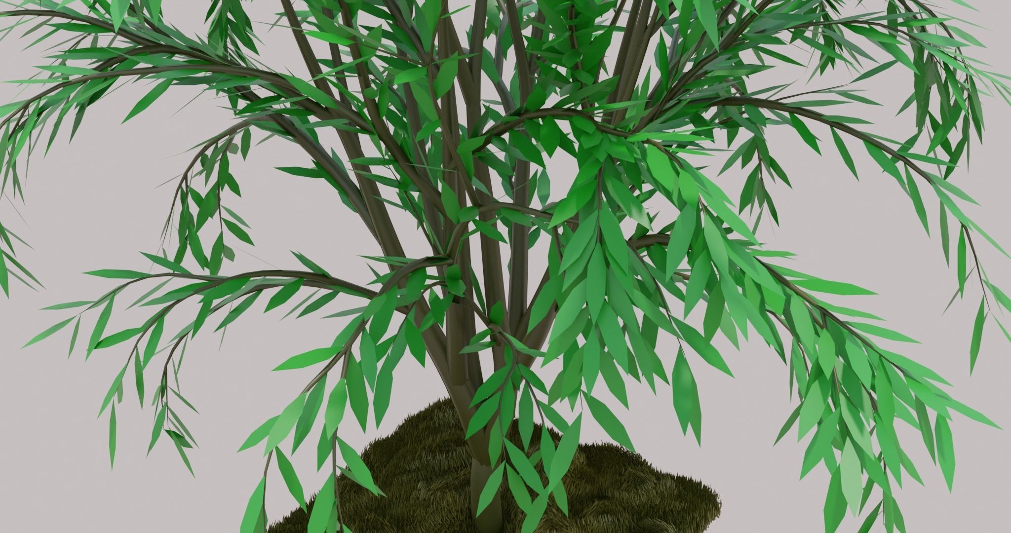 Callistemon Tree 3D model | CGTrader