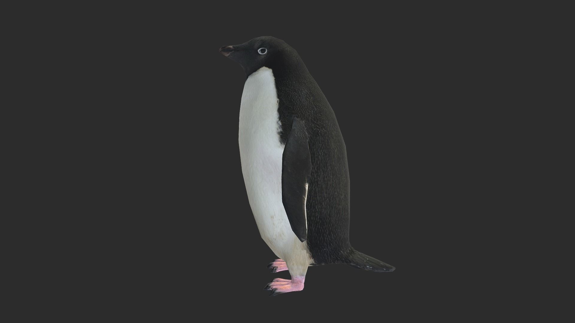 3D model Adelie Penguin - Animated VR / AR / low-poly | CGTrader
