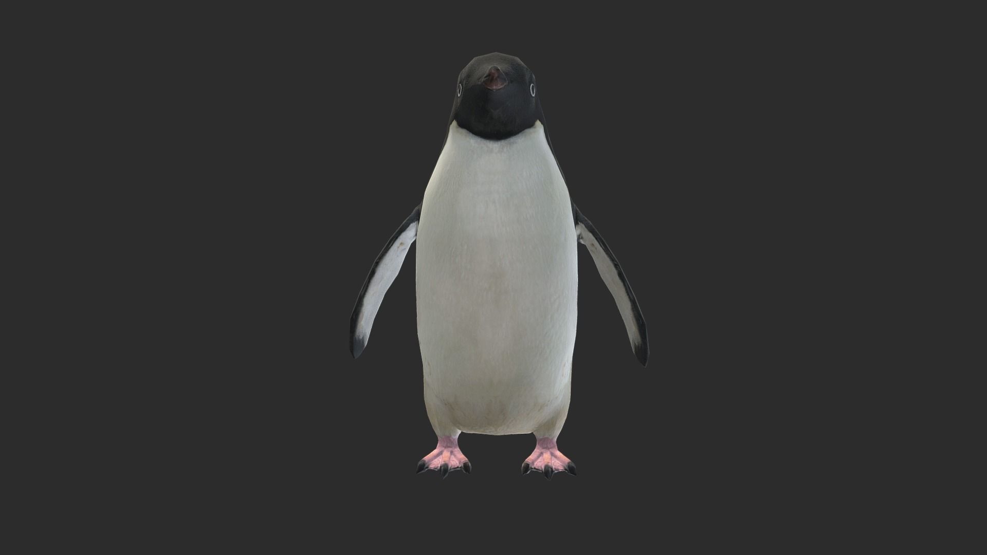 3D model Adelie Penguin - Animated VR / AR / low-poly | CGTrader