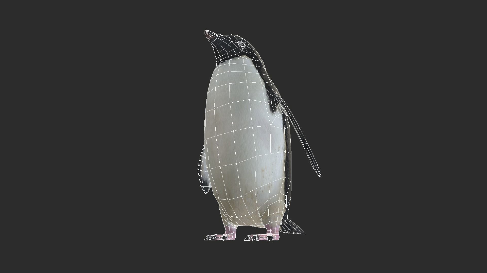 3D model Adelie Penguin - Animated VR / AR / low-poly | CGTrader