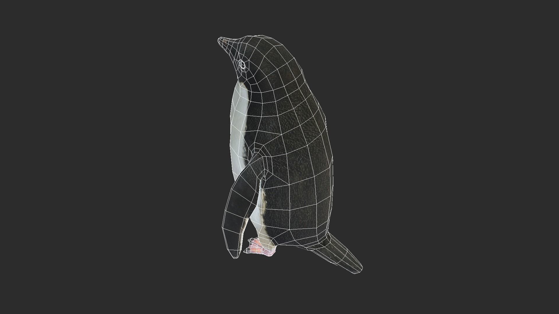 3D model Adelie Penguin - Animated VR / AR / low-poly | CGTrader